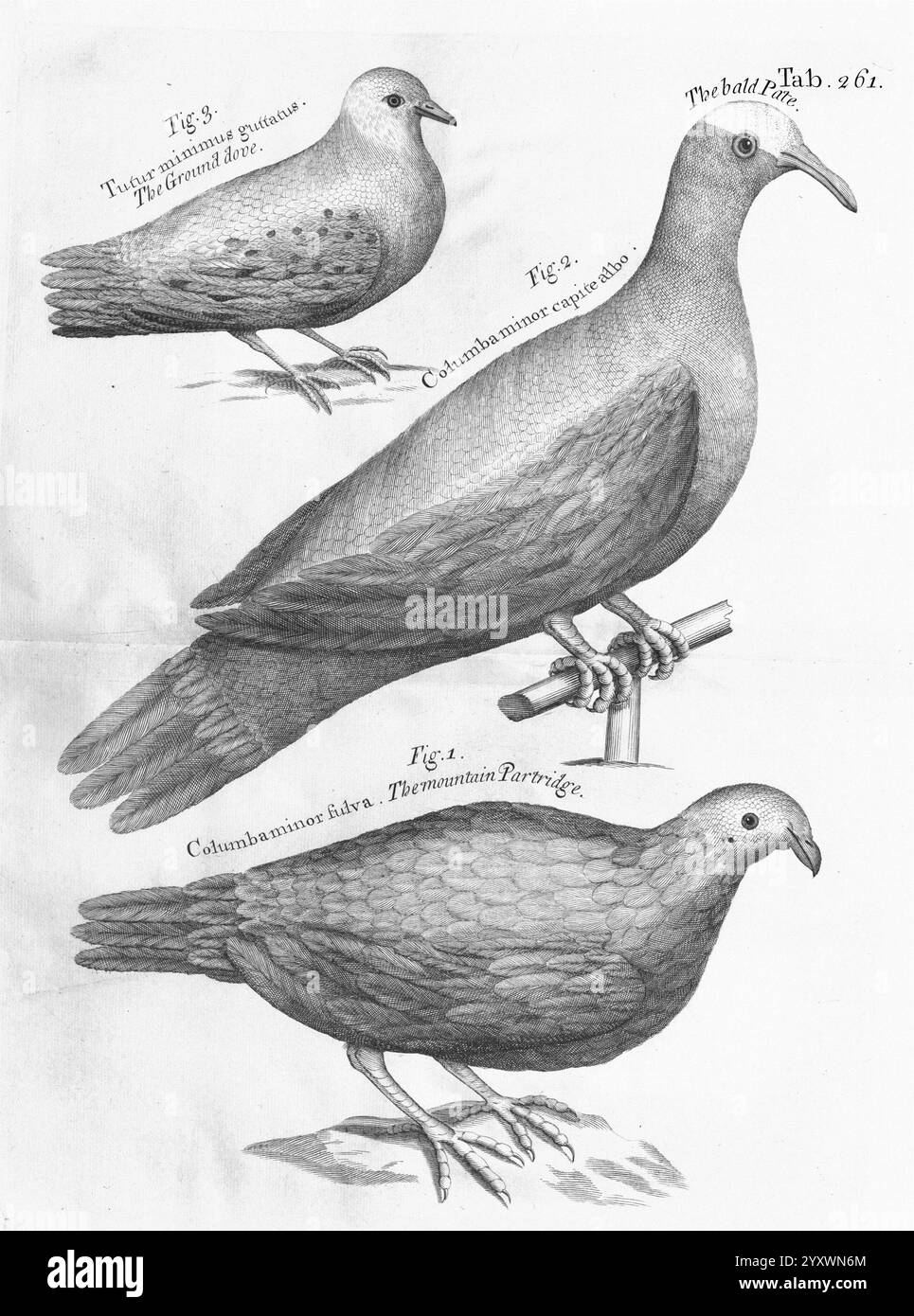 Chamaepelia passerina hi-res stock photography and images - Alamy