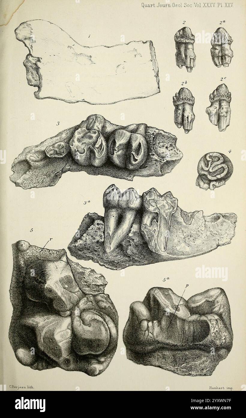 Irregular bone fragment hi-res stock photography and images - Alamy