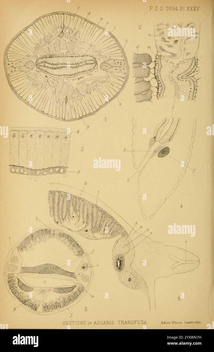 Organisms anatomical structures hi-res stock photography and images - Alamy