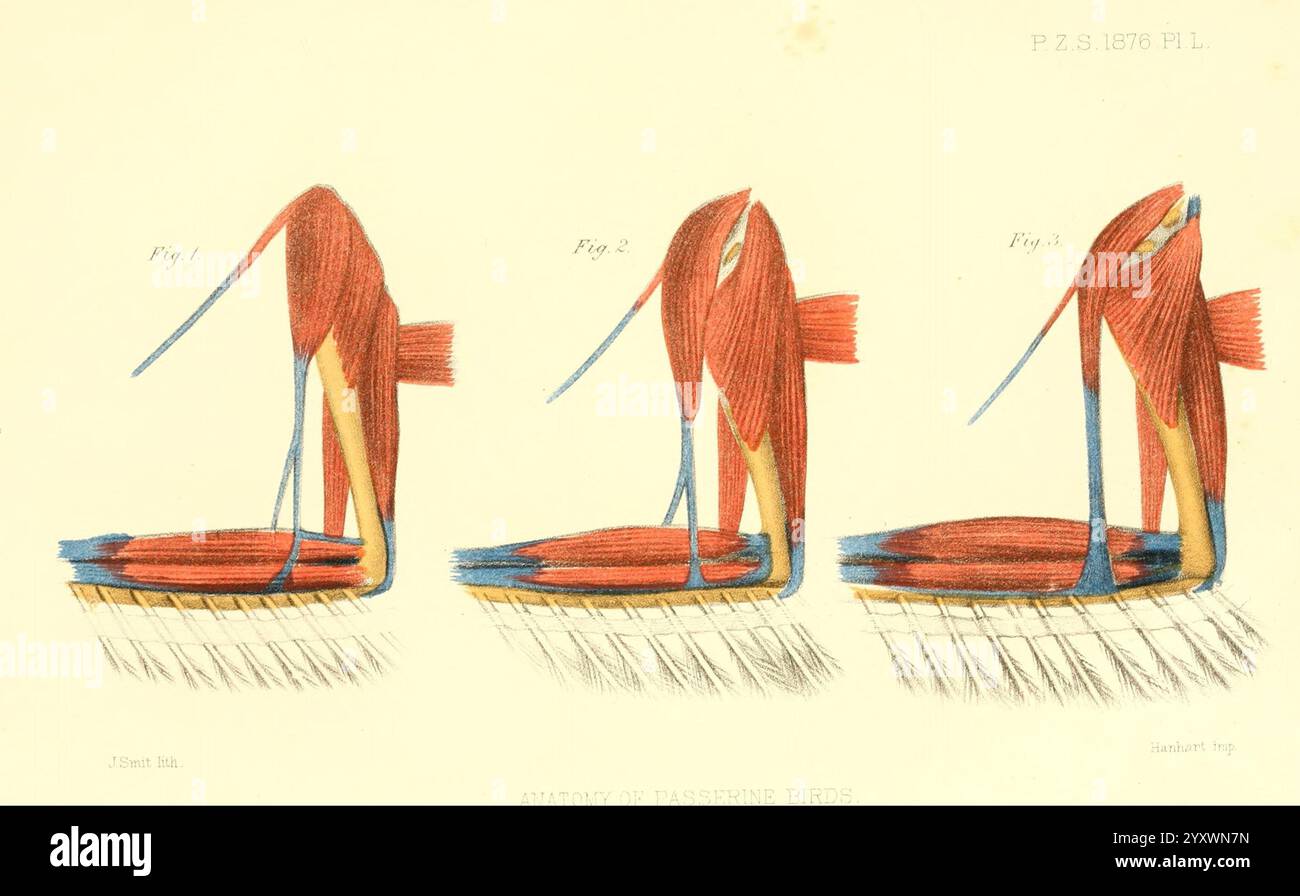 Various muscle groups hi-res stock photography and images - Alamy