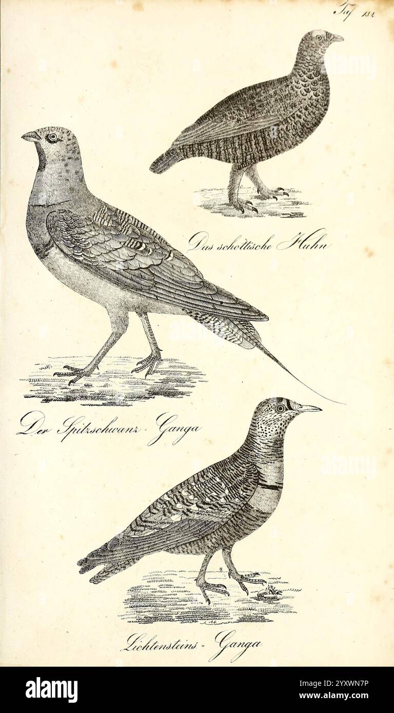 Sporting detailed feather patterns hi-res stock photography and images ...