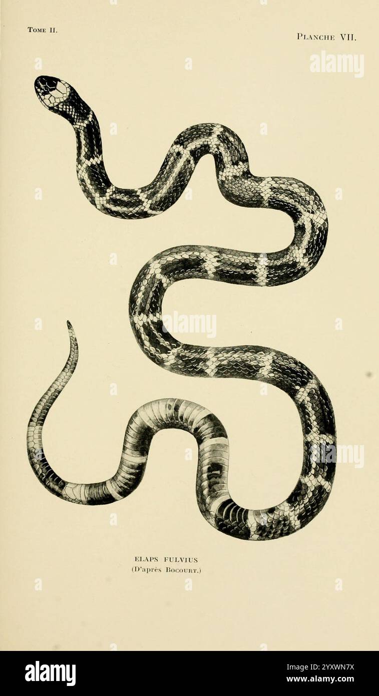 Animaux venimeux et venins: la fonction venimeuse chez tous les animaux, Paris, Masson & co ...