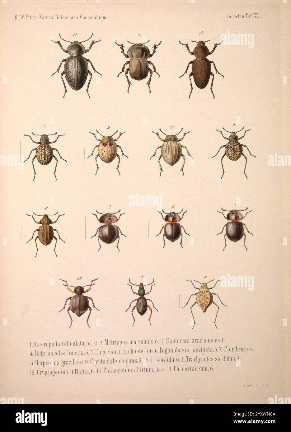 Structured manner hi-res stock photography and images - Alamy