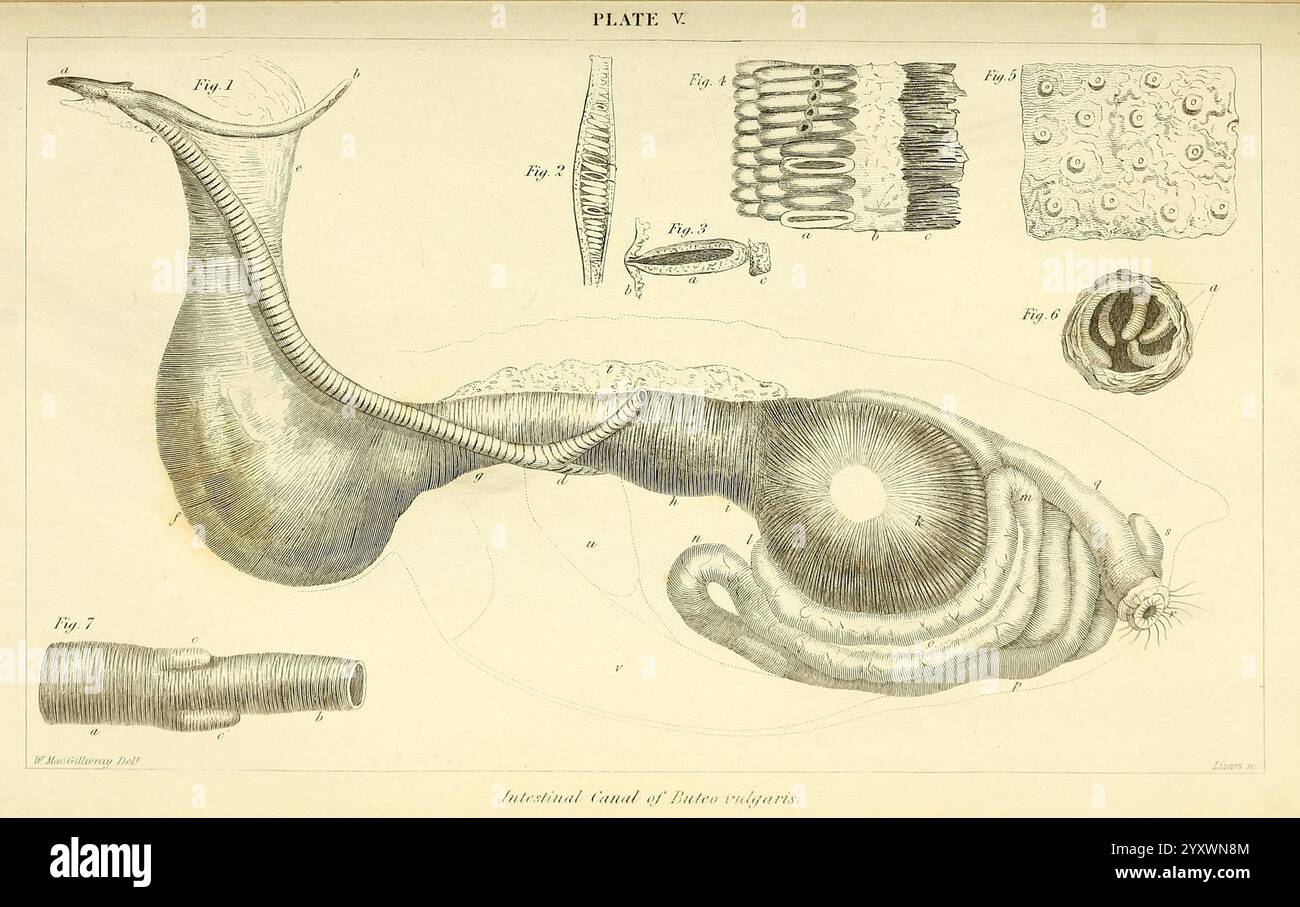Magazine of Zoology and Botany Edinburgh, Dublin, Botany, Natural ...
