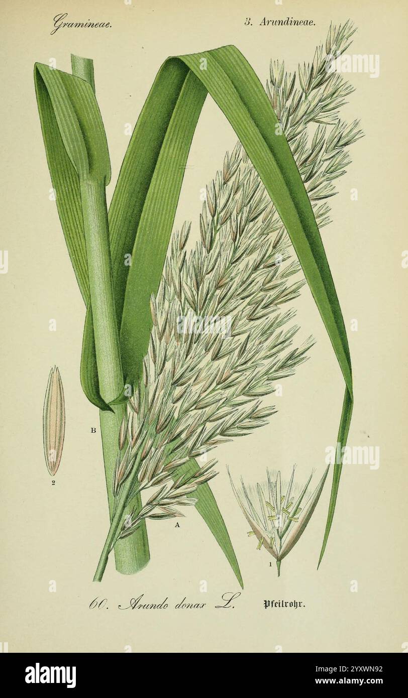 Highlight specific leaf forms hi-res stock photography and images - Alamy