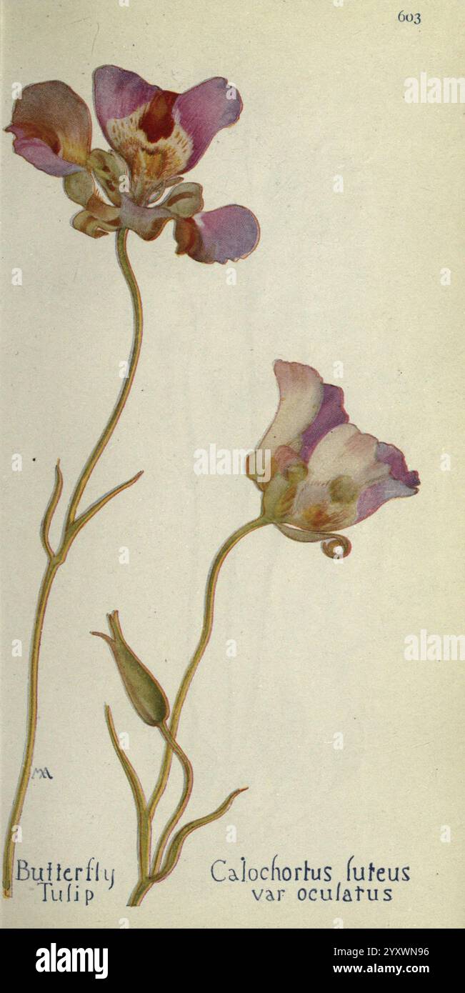 Trinomial calochortus luteus oculatus taxonomy hi-res stock photography ...