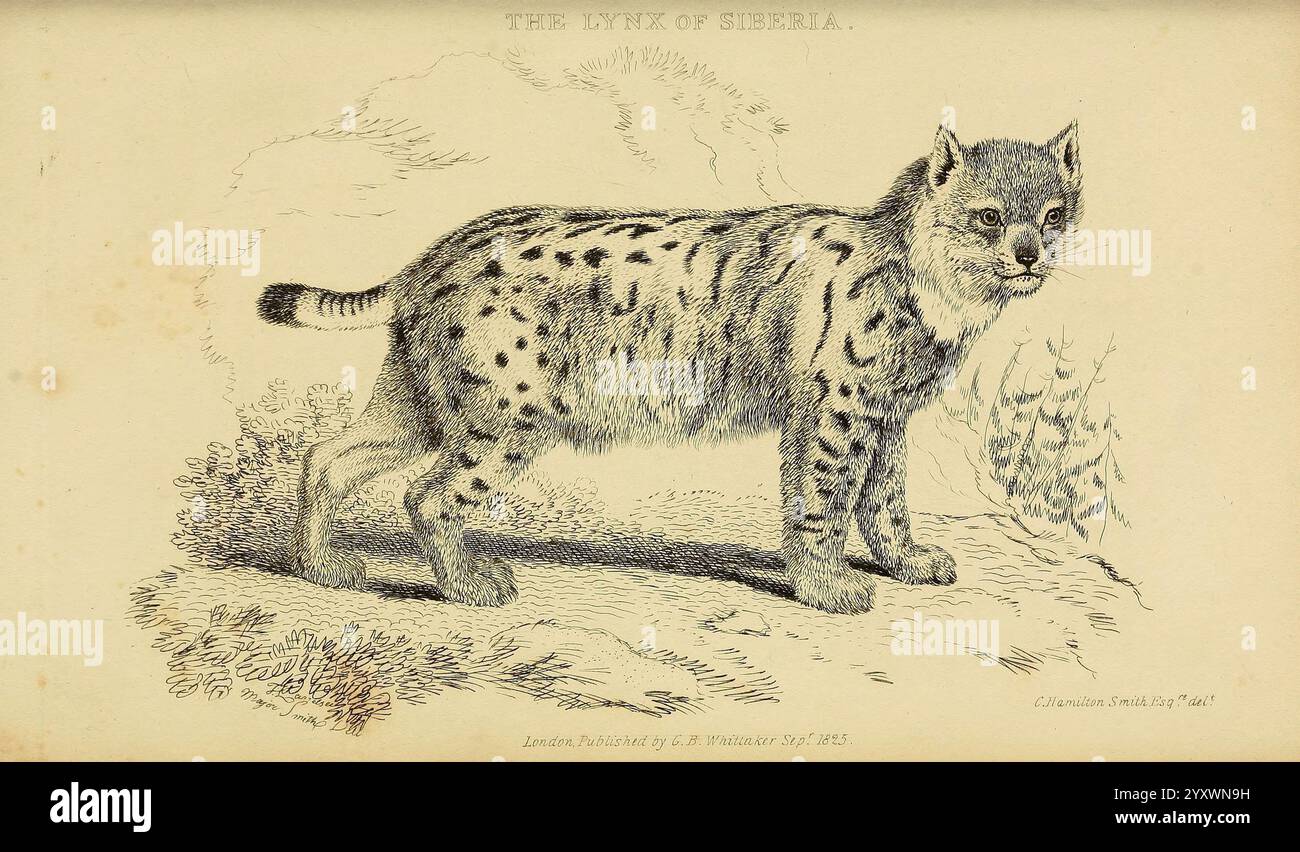 The class Mammalia, London, Printed for Geo. B. Whittaker, 1827 ...