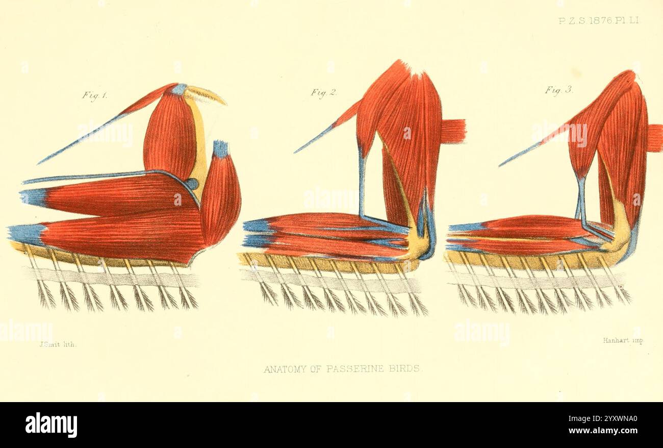 Proceedings of the Zoological Society of London, London, Academic Press ...