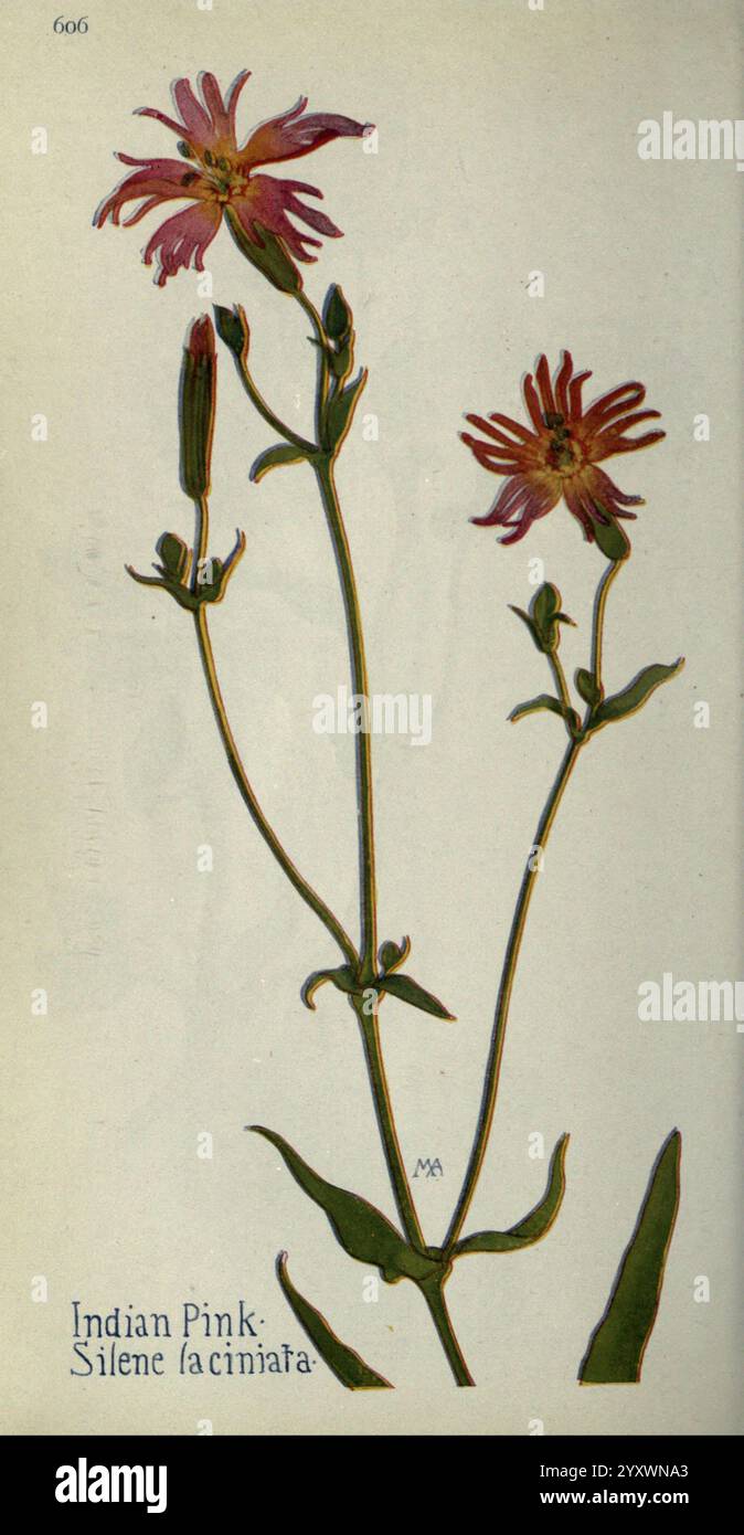 Laciniata taxonomy hi-res stock photography and images - Alamy