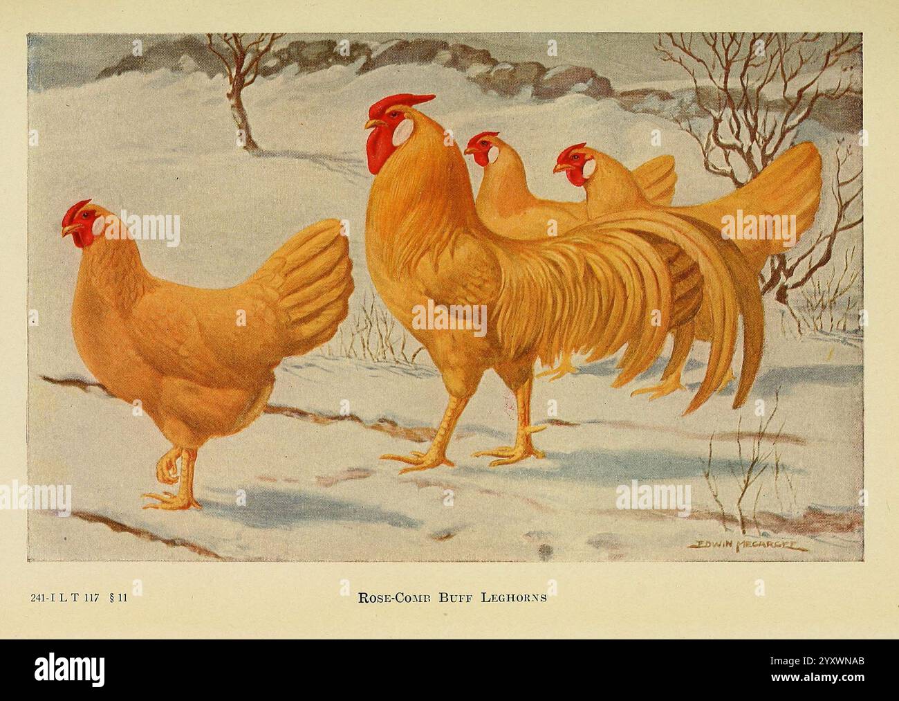 Unique tail styles hi-res stock photography and images - Alamy