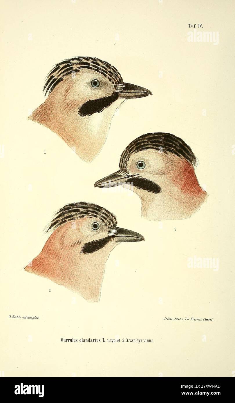 Ornis Caucasica, Die Vogelwelt des Kaukasus, Kassel, Verlag von Theodor ...