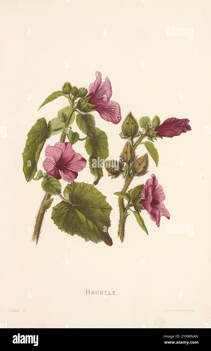 Indigenous, flowers, of, the, Hawaiian, islands, London, Sampson, Low ...