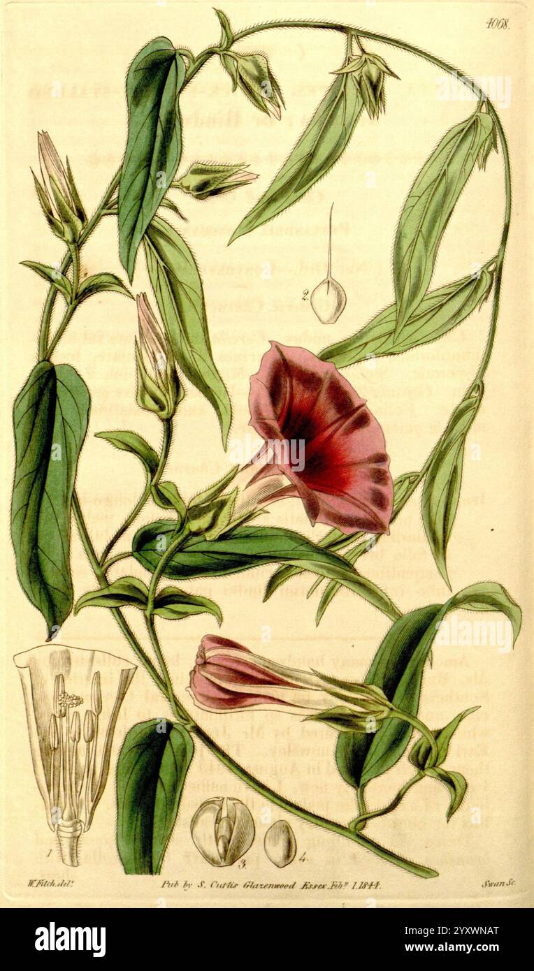 Curtis's Botanical Magazine London New York Botanical Illustration ...