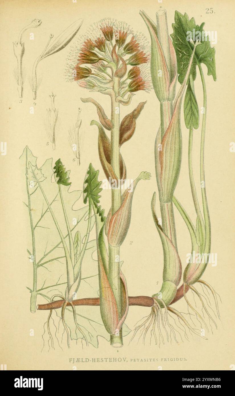 Billeder af Nordens flora, København, G.E.C. Gad, 1901-1903 [i.e. 1907 ...