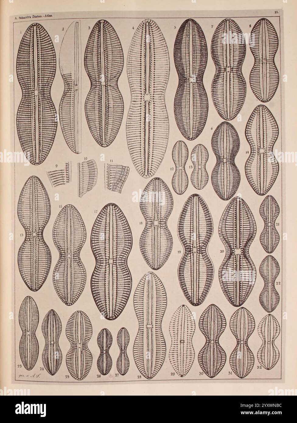 Morphological characteristics across species hi-res stock photography ...