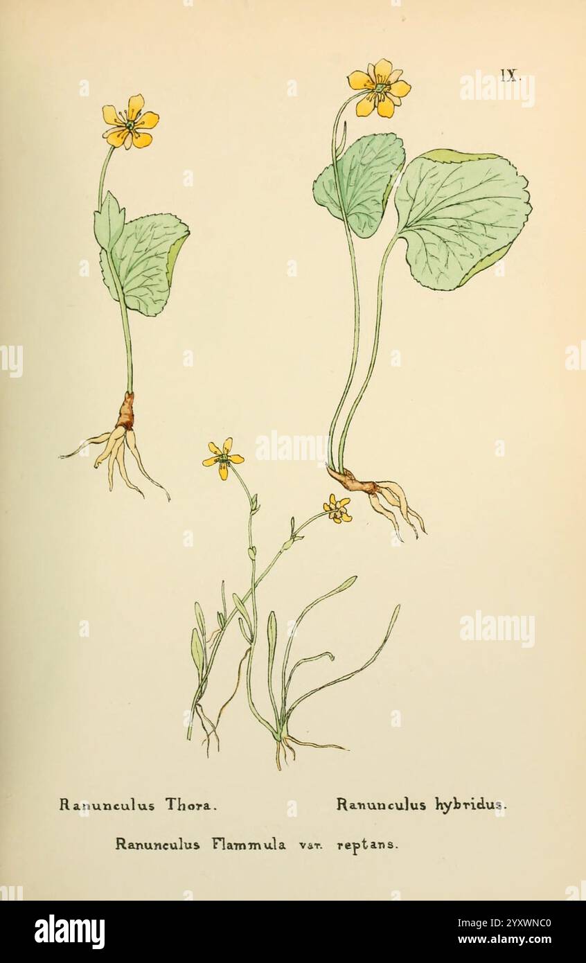 Featuring three distinct varieties hi-res stock photography and images ...