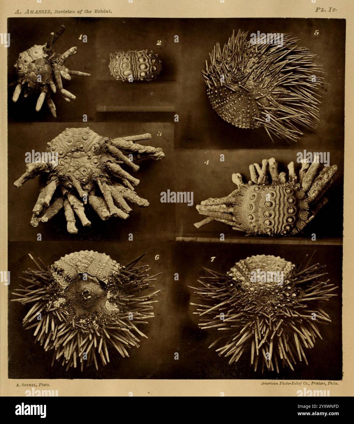 Diverse morphology illustrates hi-res stock photography and images - Alamy