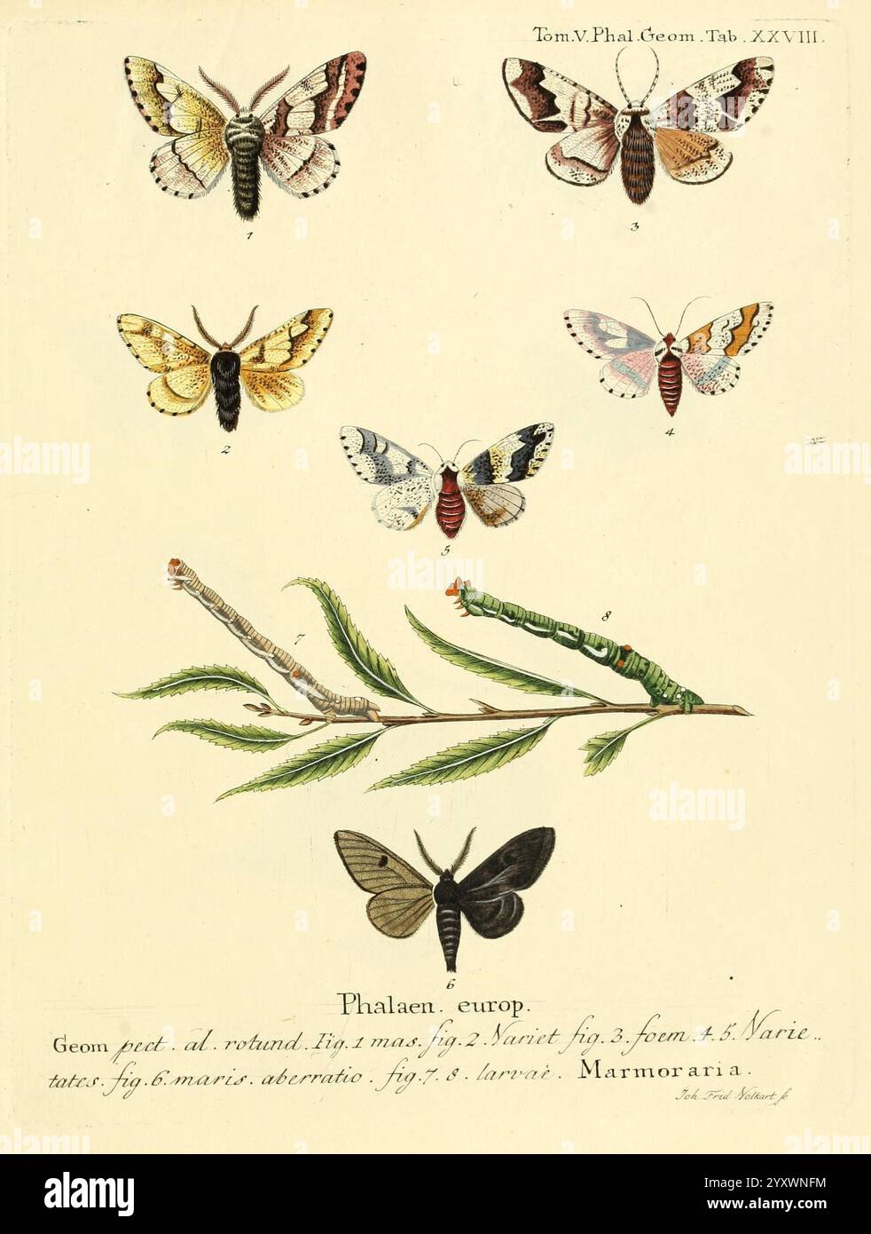 Several moths exhibit hi-res stock photography and images - Alamy