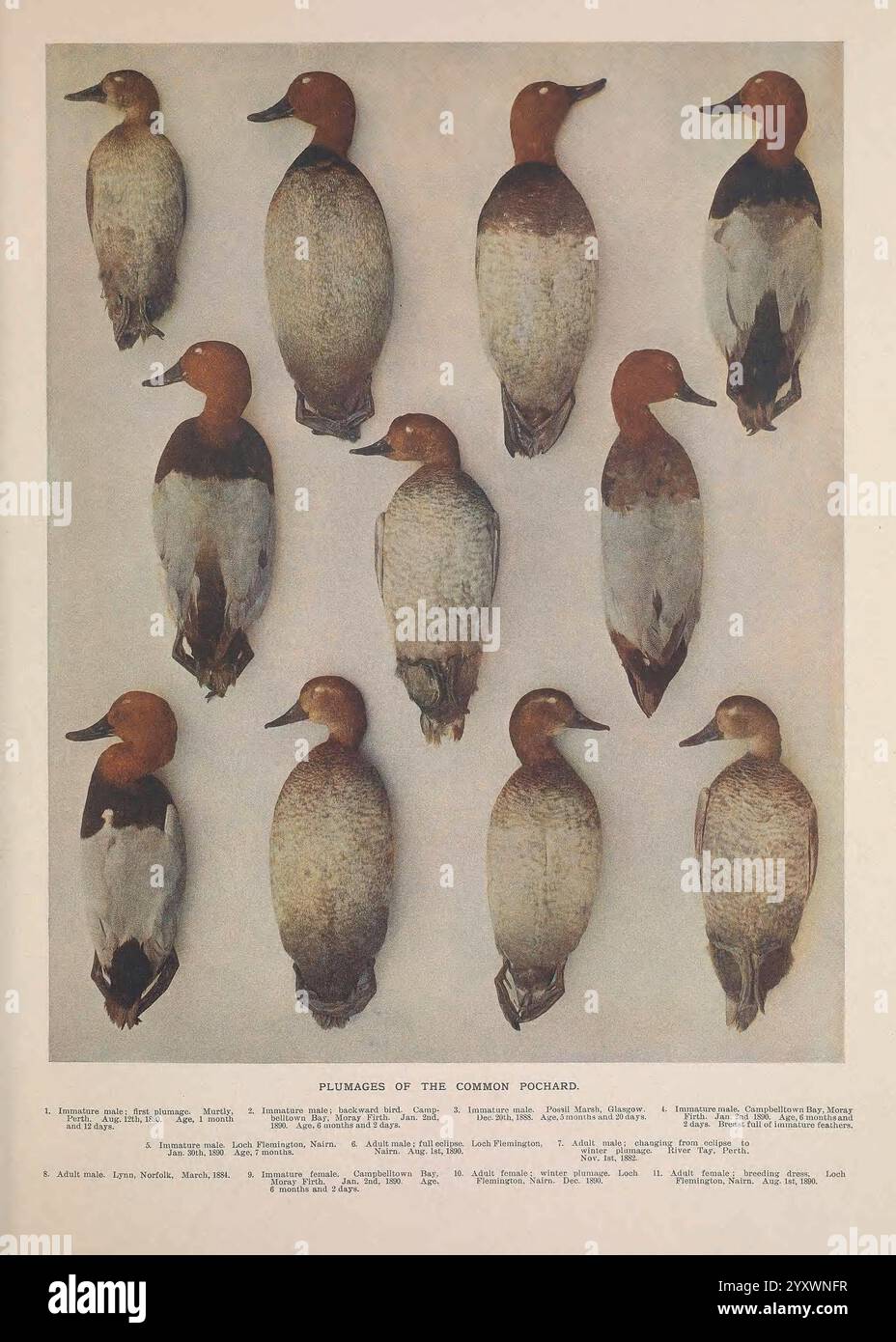 Ten specimens hi-res stock photography and images - Alamy