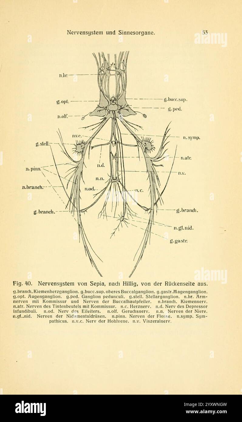 Tintenfische Leipzig, Dr. Werner Klinkhardt, 1913, cephalopoda ...