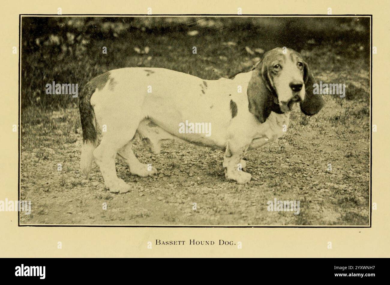 Droopy dog hi-res stock photography and images - Alamy