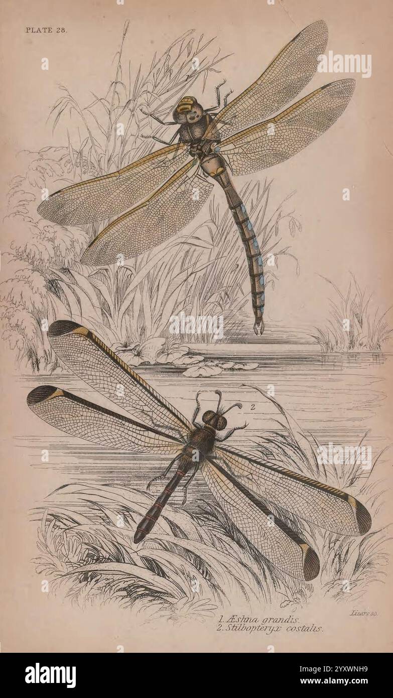 The naturalist's library, Edinburgh, W. H. Lizars, 1833, Entomology ...