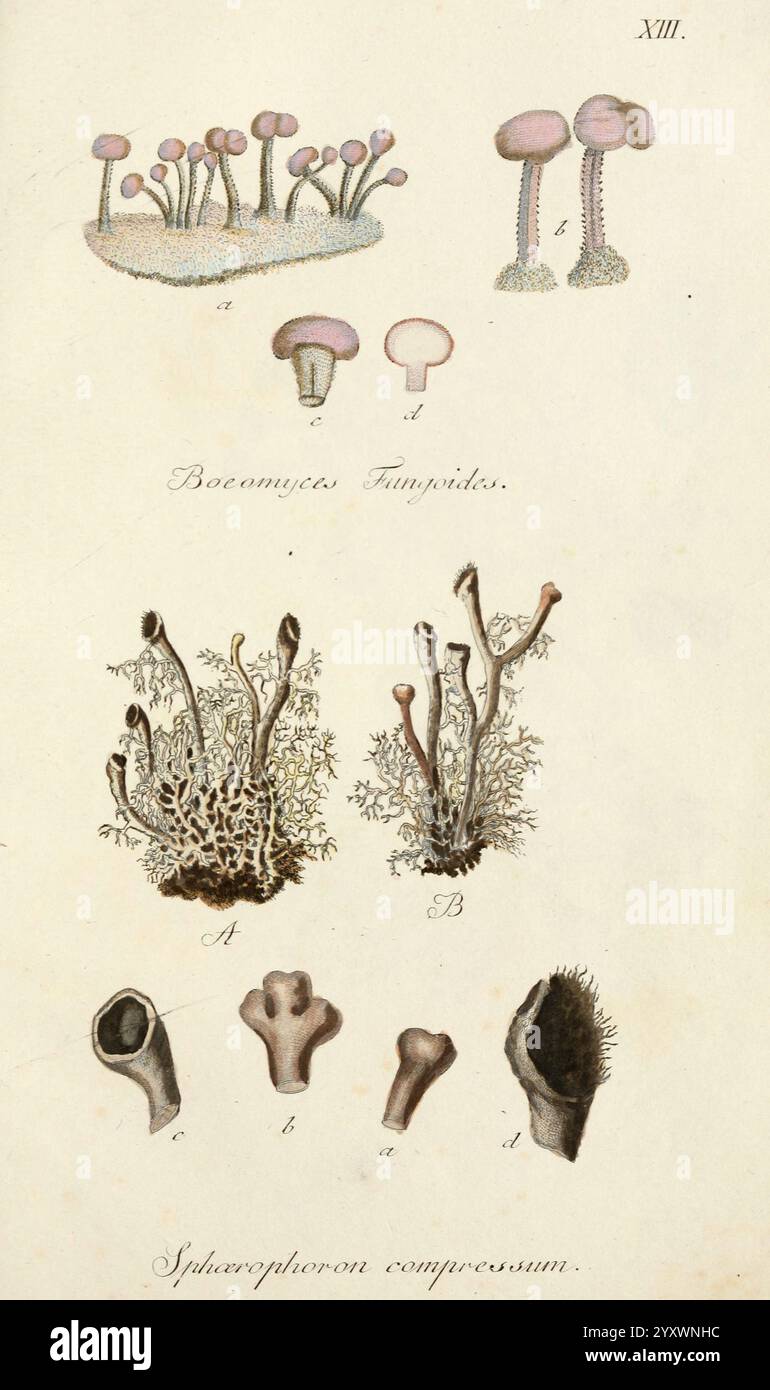 Top section showcases distinct fungal structures hi-res stock ...