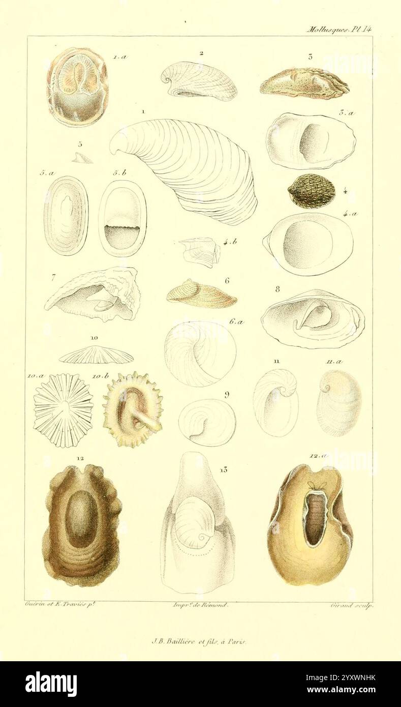 Shell displays unique features hi-res stock photography and images - Alamy