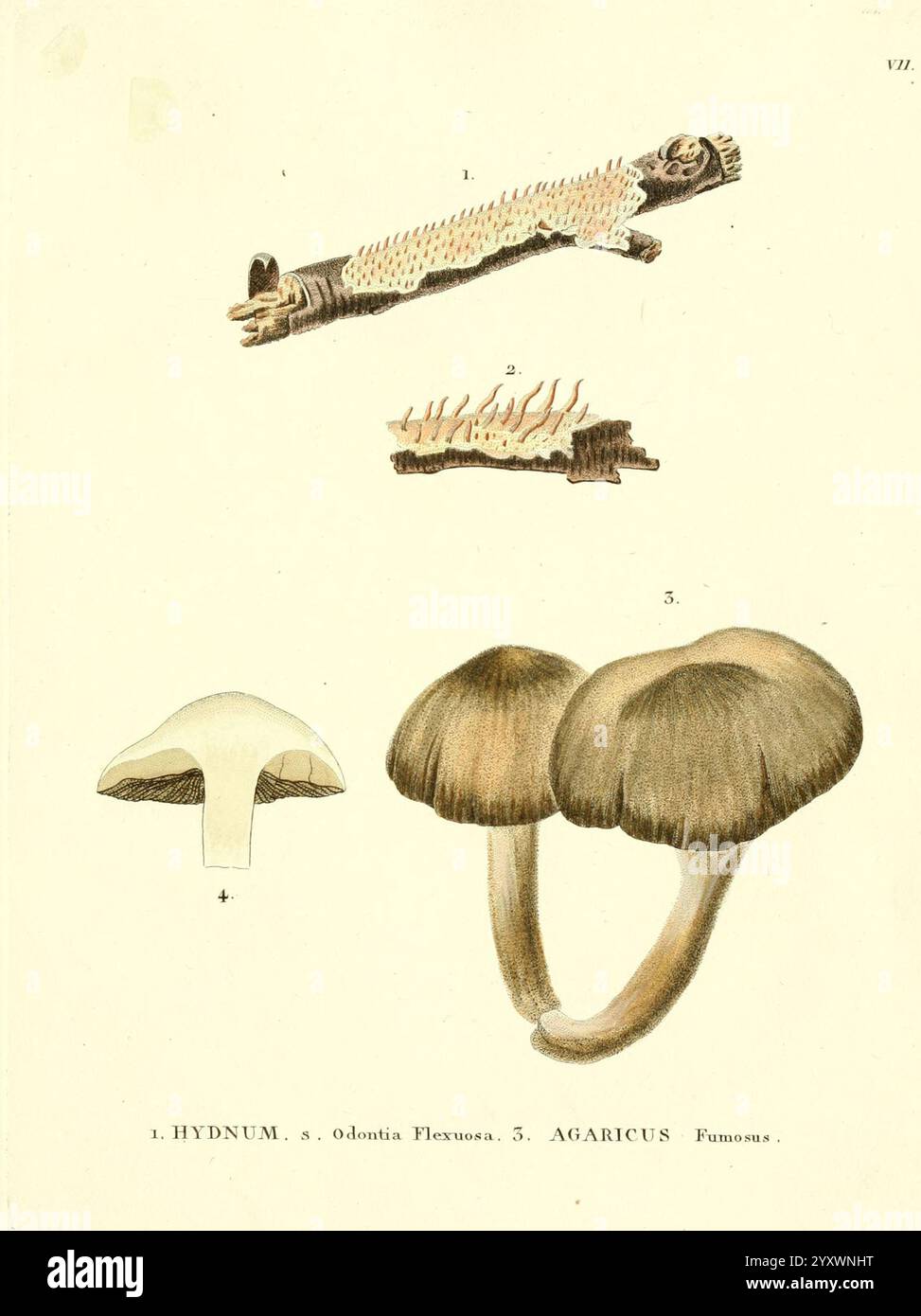 Agaricus famous hi-res stock photography and images - Alamy