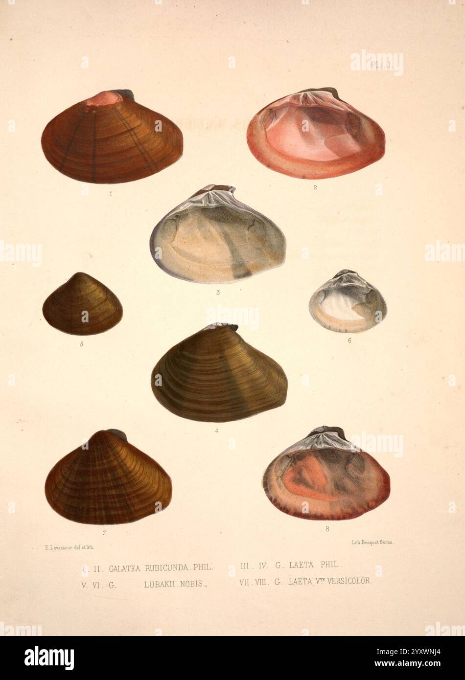 Tinterlin hi-res stock photography and images - Alamy