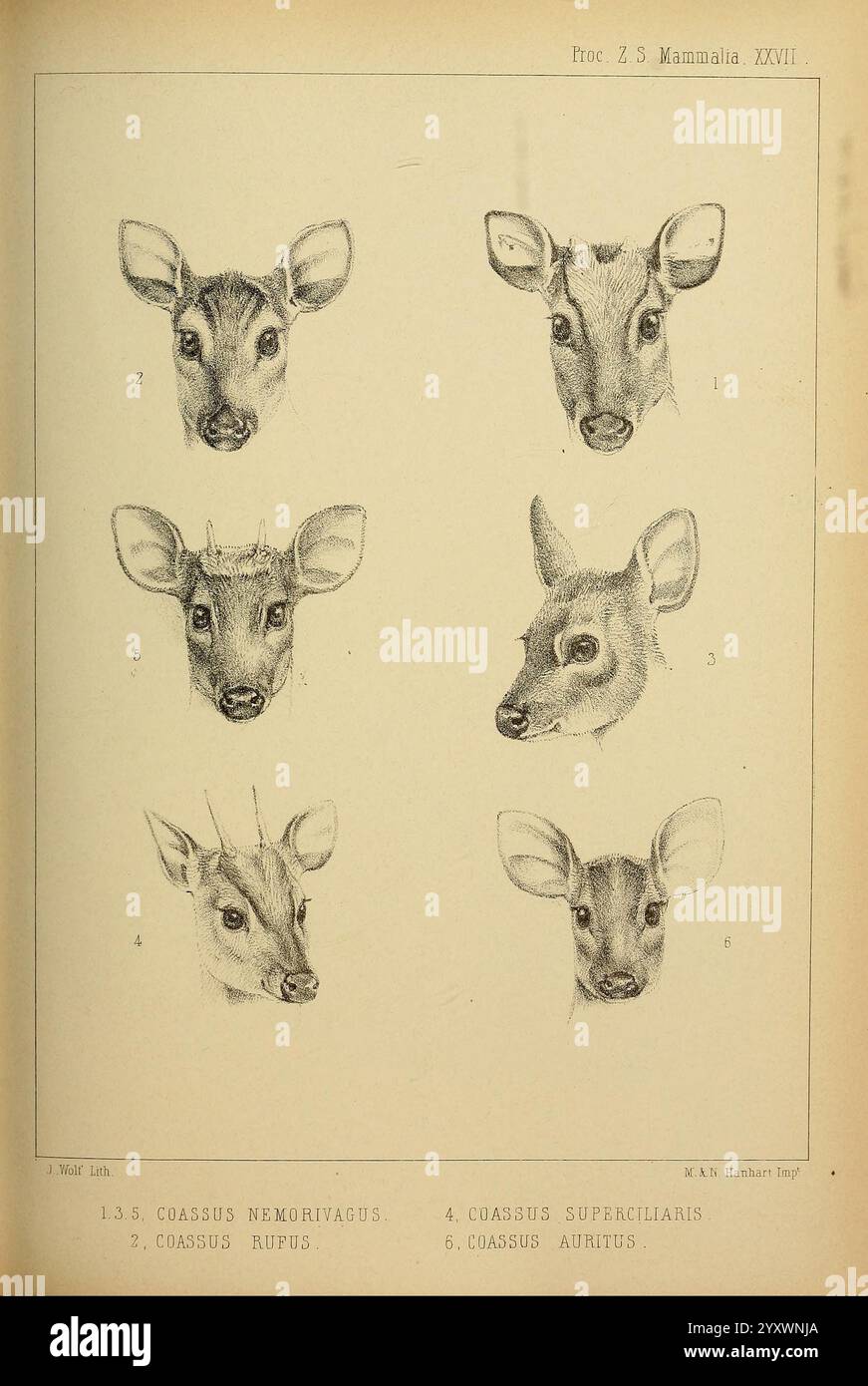 Deers cranial structure hi-res stock photography and images - Alamy