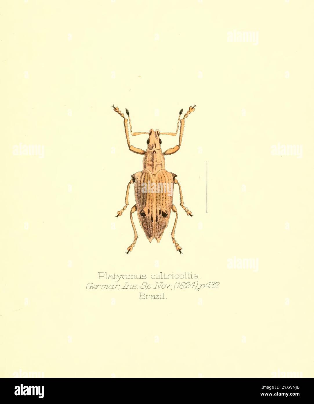 Platymus citricollis hi-res stock photography and images - Alamy