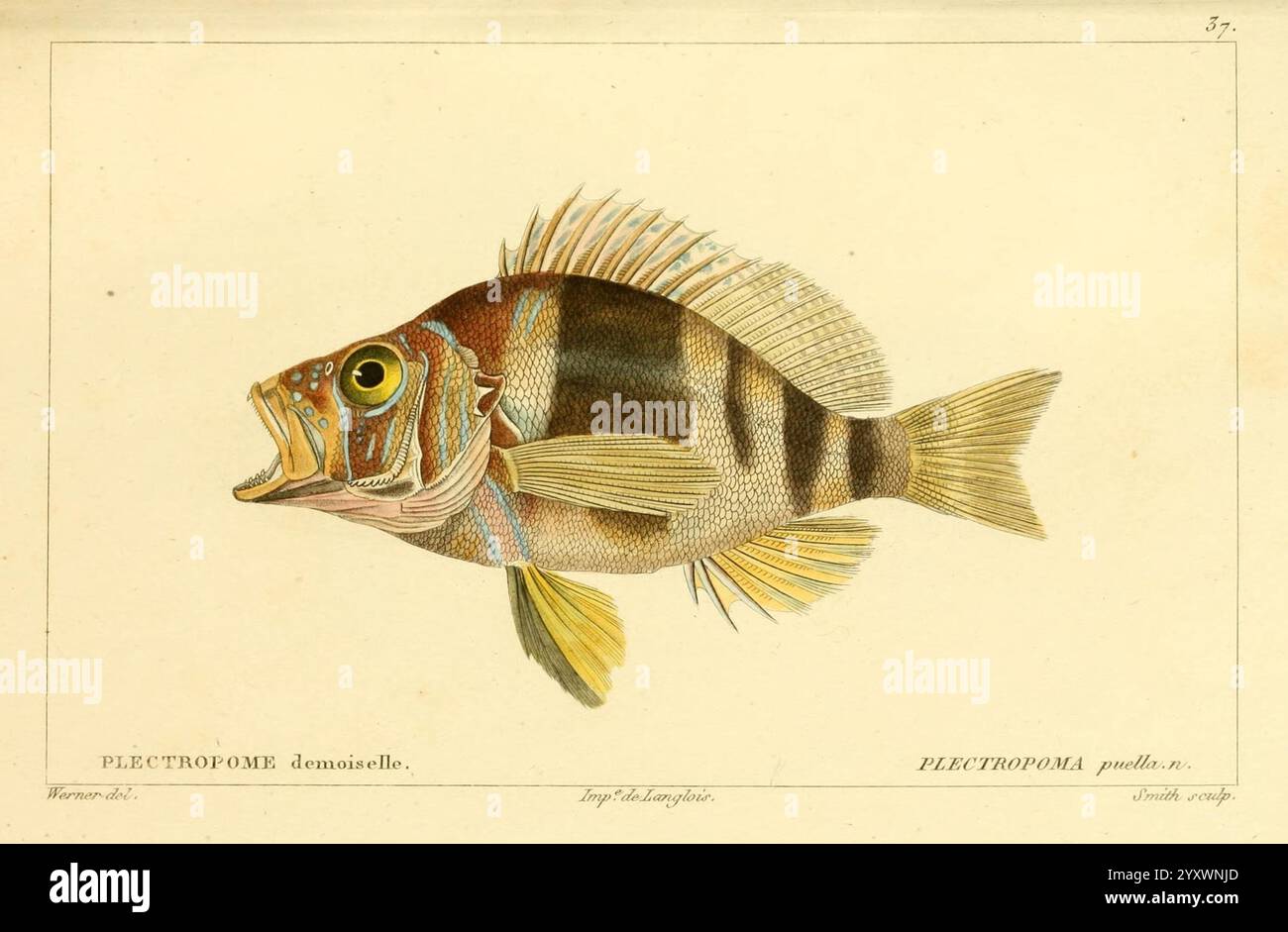 Histoire naturelle des poissons, Paris, Chez F. G. Levrault, 1828-1849 ...