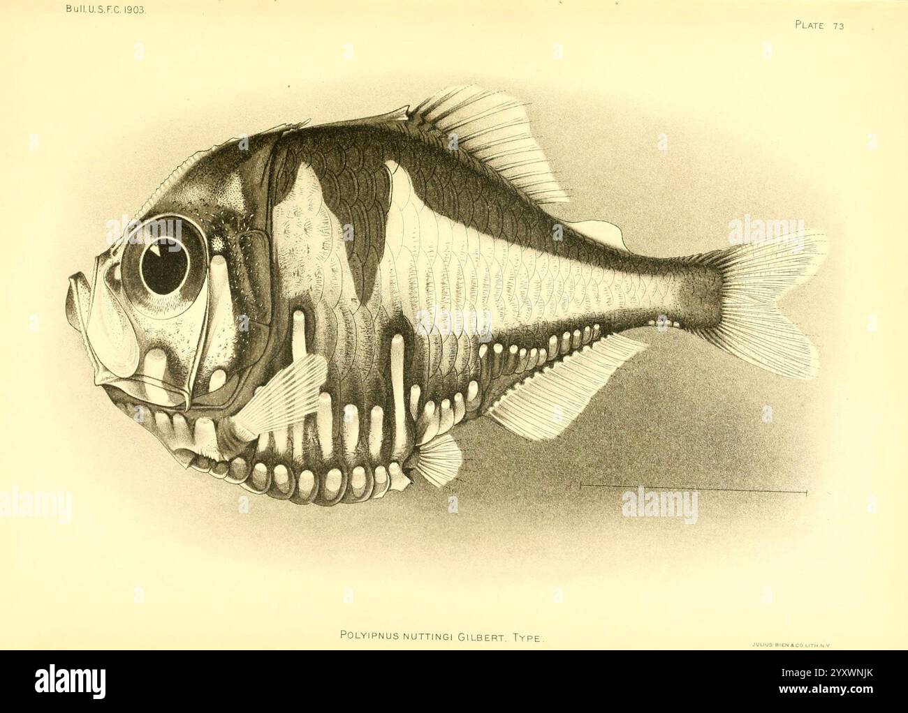 Understanding fish anatomy hi-res stock photography and images - Alamy