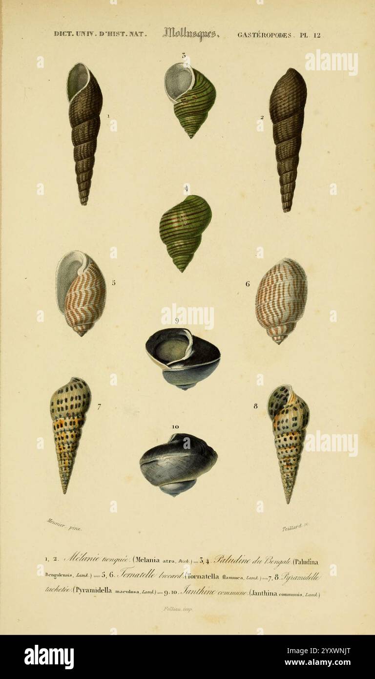 Textures characteristic of different mollusk species hi-res stock ...