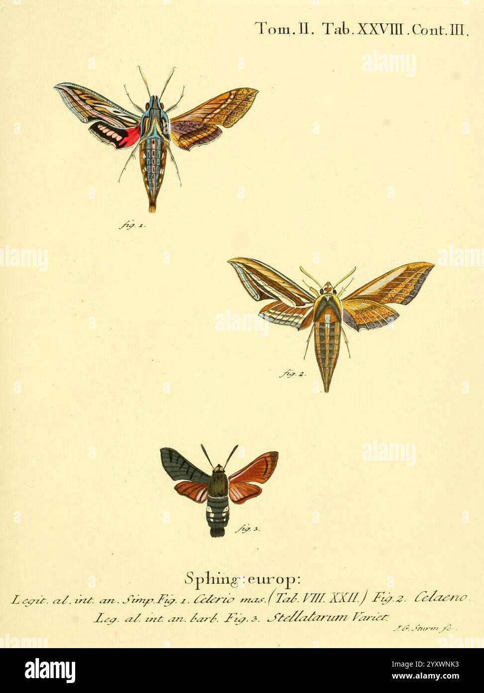 Forms typical of entomological studies hi-res stock photography and ...