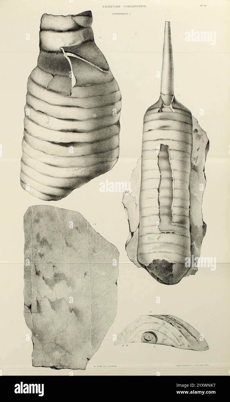 Four distinct geological specimens hi-res stock photography and images ...