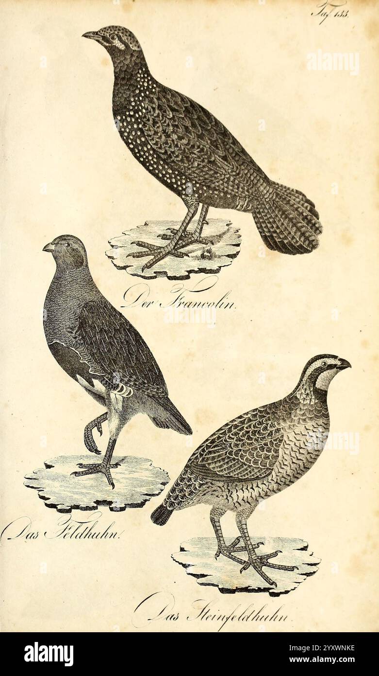 Das steinfeldhuhn hi-res stock photography and images - Alamy