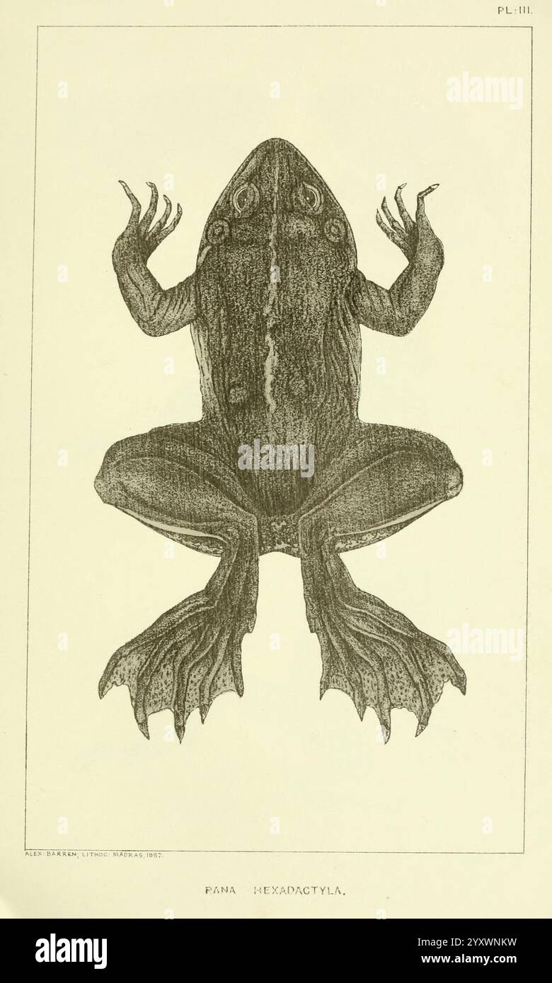 Catalogue of the Batrachia Salientia and Apoda (frogs, toads, and ...