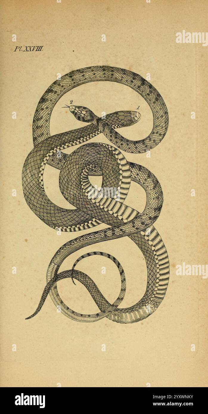 Icones amphibiorum, Hafniae, C. Steen, 1835, amphibians, reptiles ...