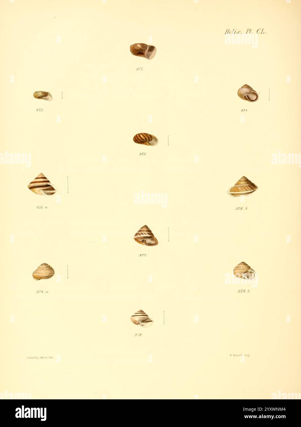 Conchologia iconica, or Illustrations of the shells of molluscous ...