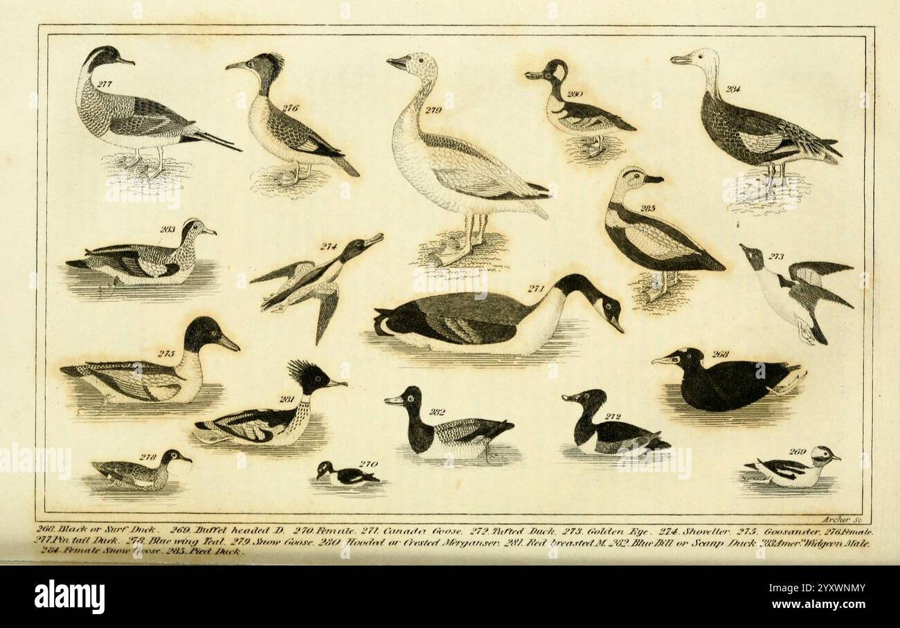 Wilson's American Ornithology Boston, Otis, Broaders, and Co, 1840 ...