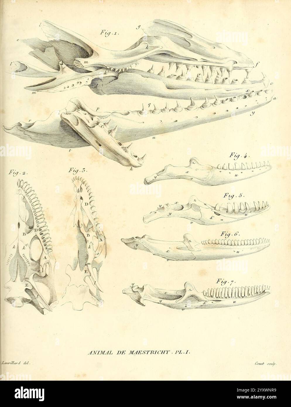 Understanding dental form hi-res stock photography and images - Alamy