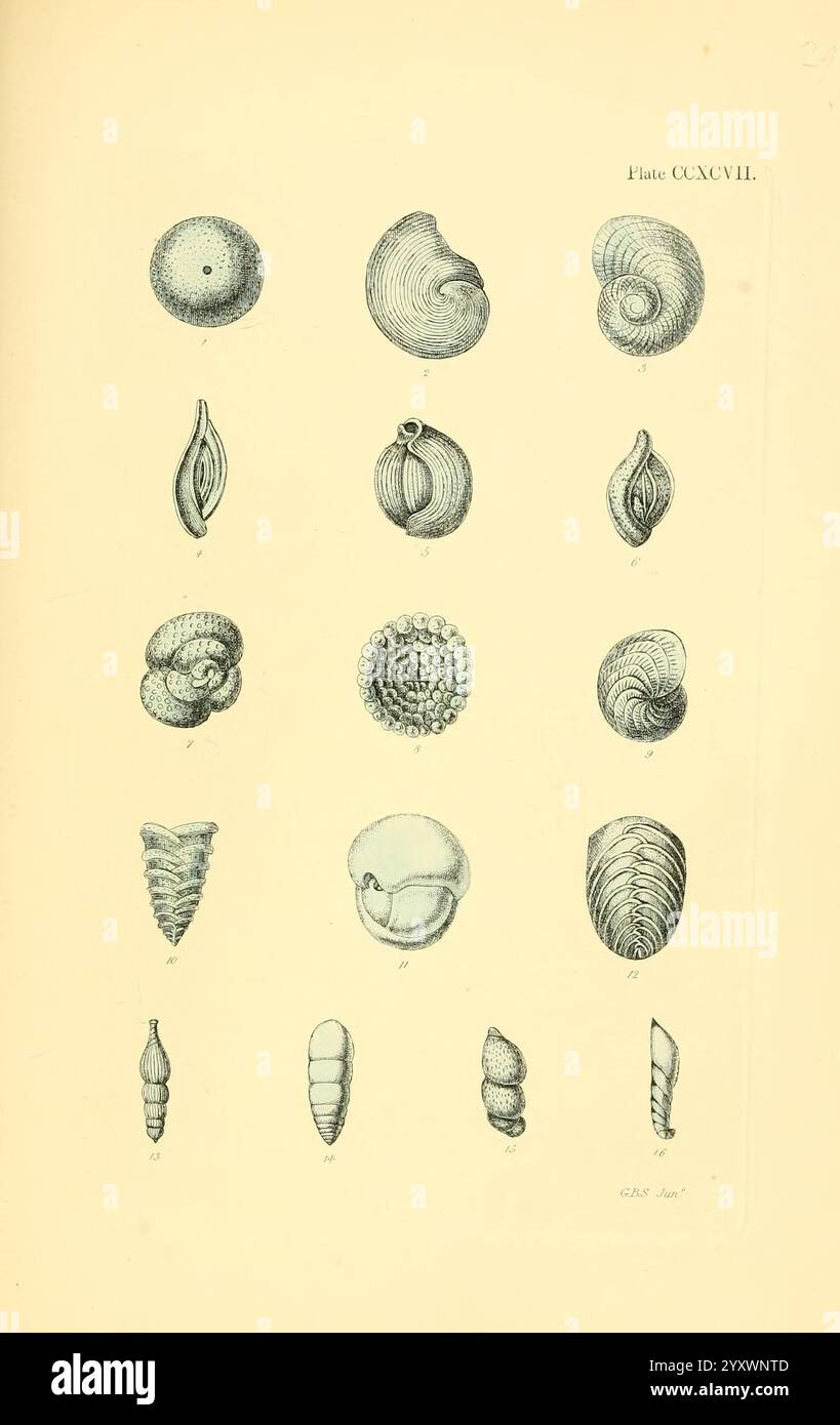 Conchologia systematica, or Complete system of conchology London ...