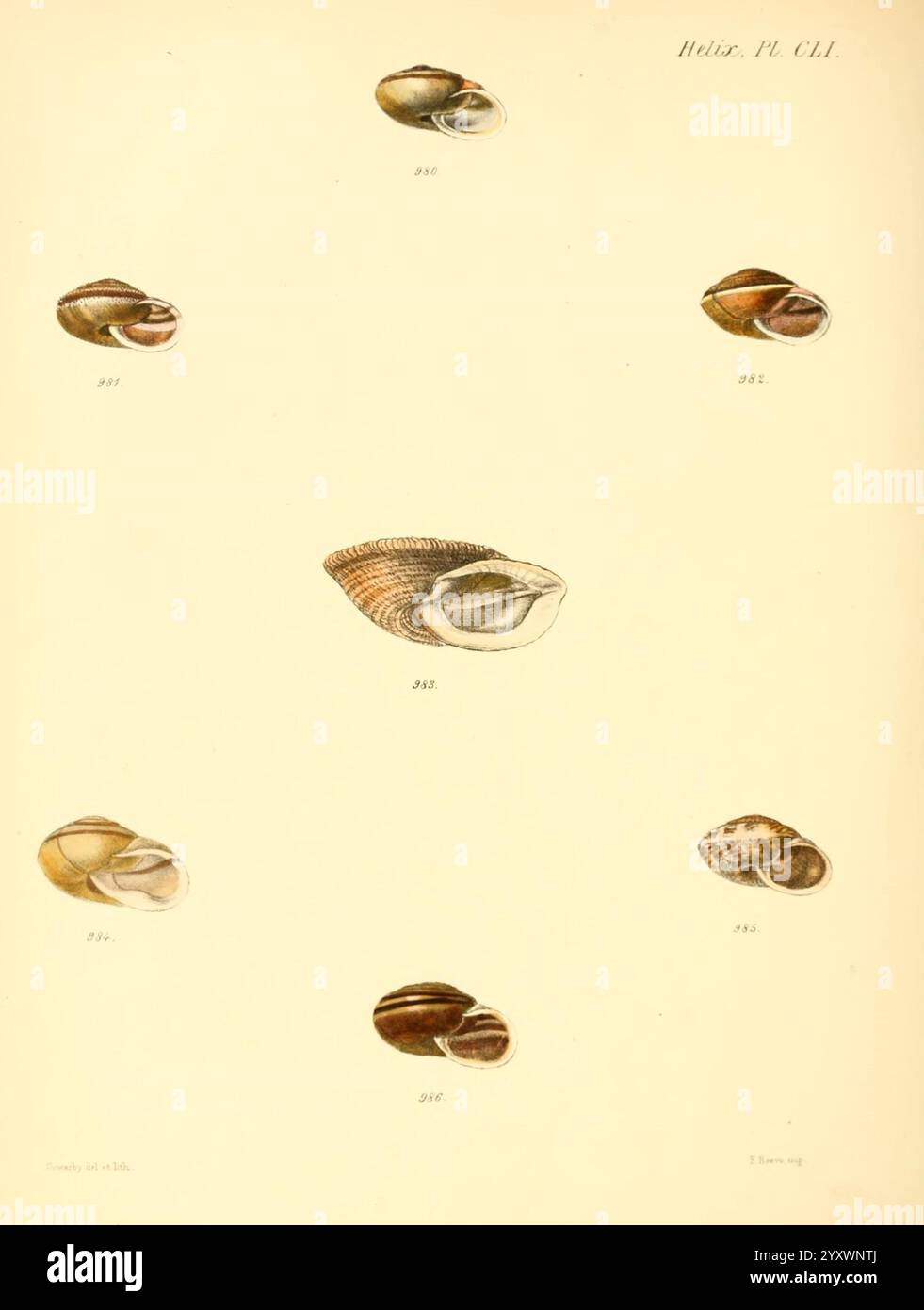 Conchologia Iconica, Illustrations of the shells of molluscous animals ...
