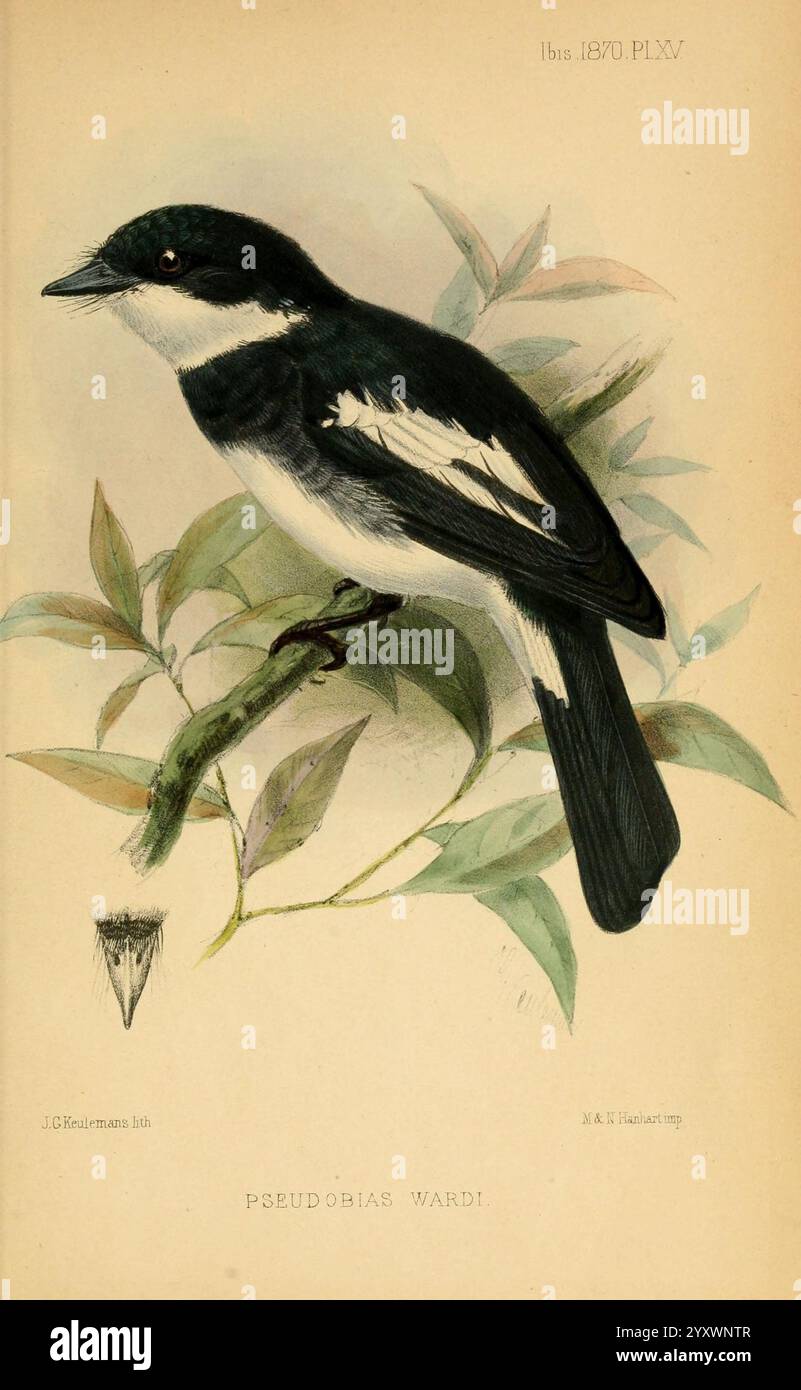 Striking plumage showcases hi-res stock photography and images - Alamy