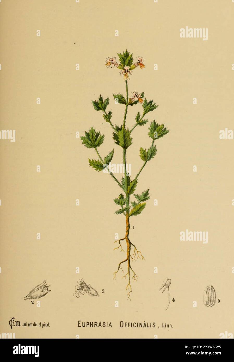 Treating eye related ailments hi-res stock photography and images - Alamy