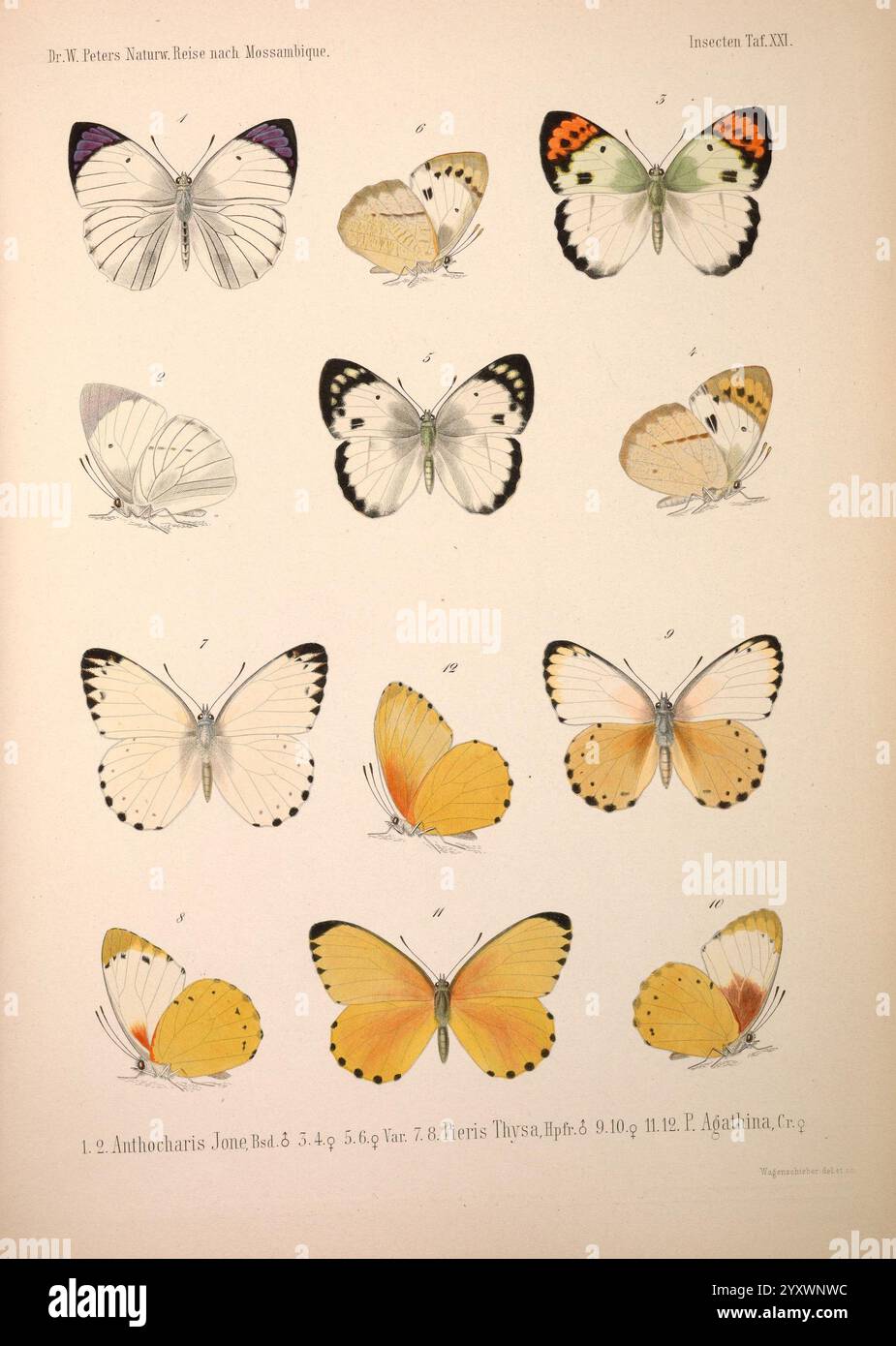 Composition features three rows hi-res stock photography and images - Alamy