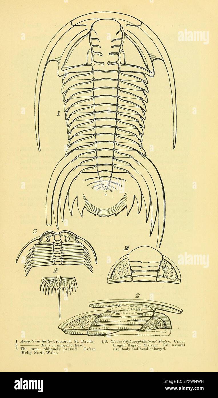 Ancient marine arthropods morphology hi-res stock photography and ...