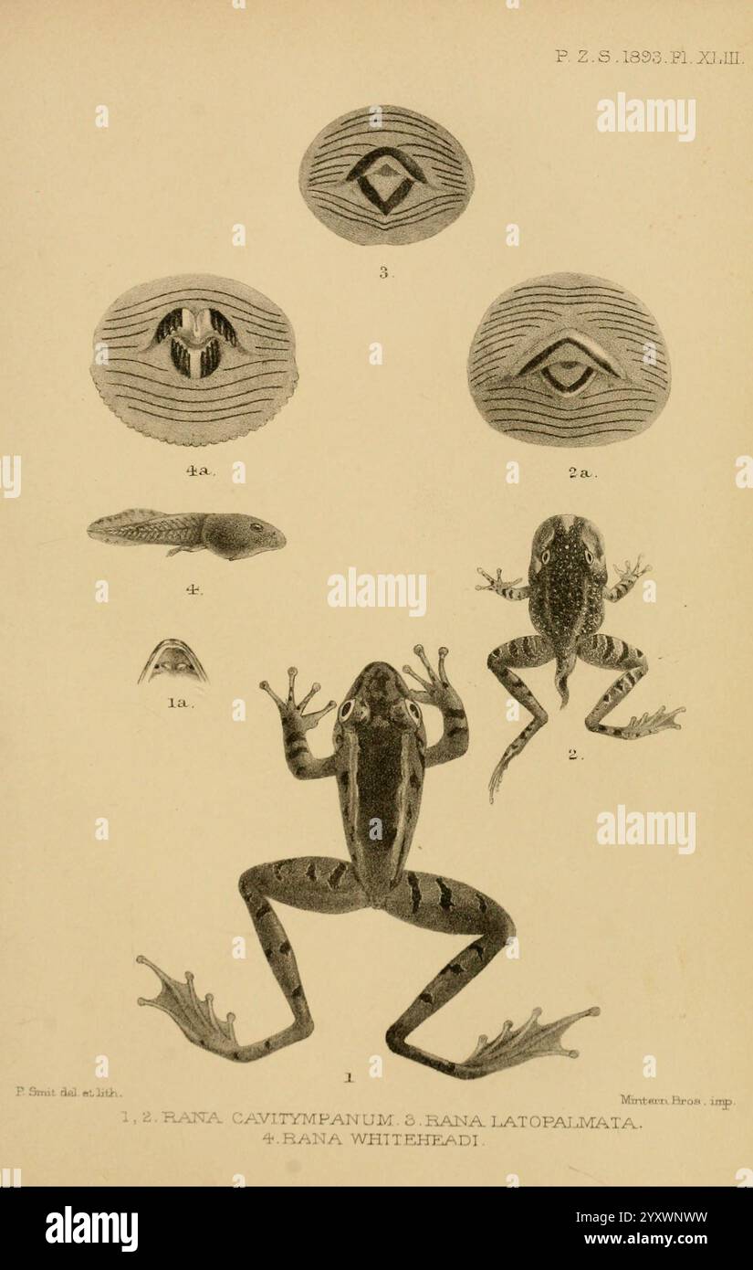 Proceedings of the Zoological Society of London, London, Academic Press ...